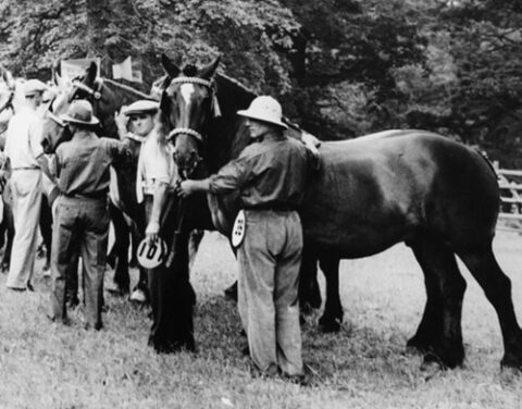 Leadline & Walk Trot | Upperville Colt & Horse Show